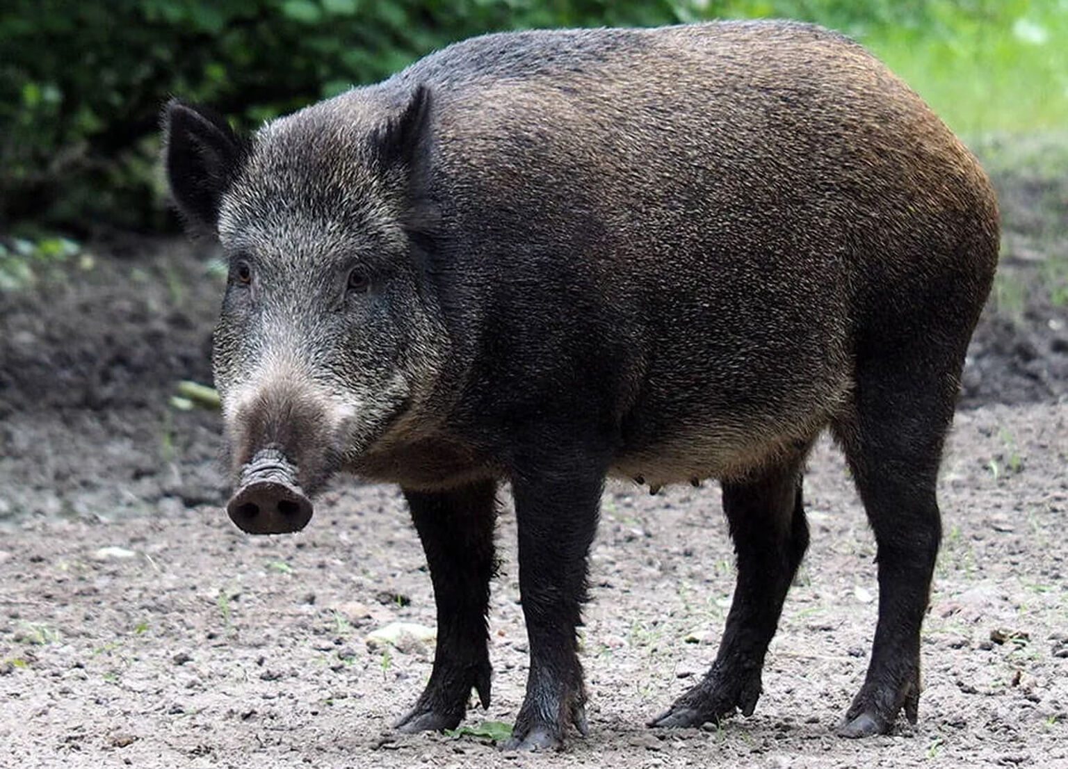 Hog Hunting Gear - Wild Boar Buyer's Guide | Bushnell